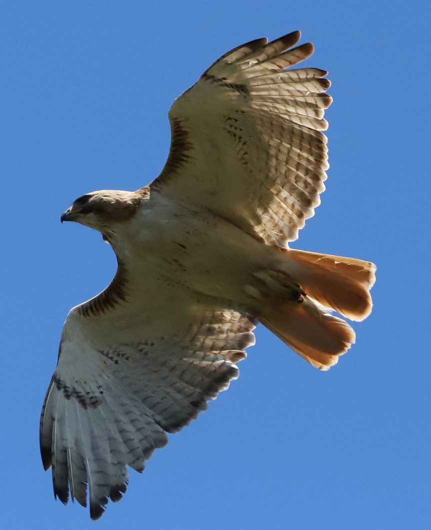 Nature London Image Database – Nature London